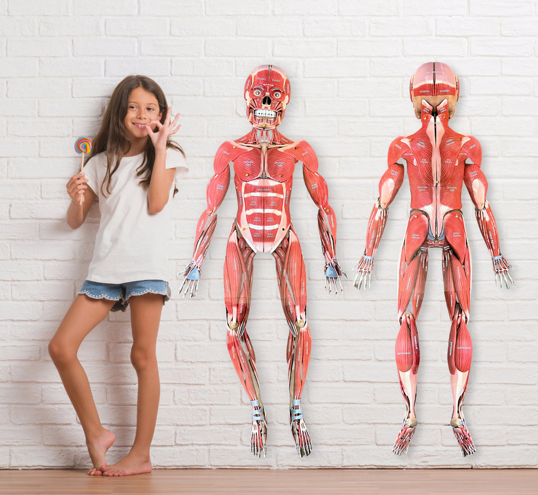 FULL (Child) Sized Anatomy Muscular System Connectable *Muscle Man* 48 ...