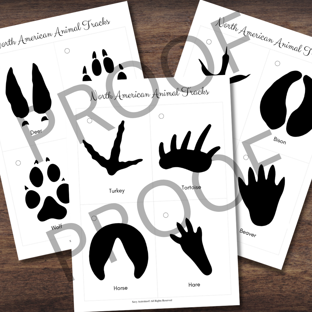 North American Native Animal Tracking Tracks Activity Footprint Flashc ...