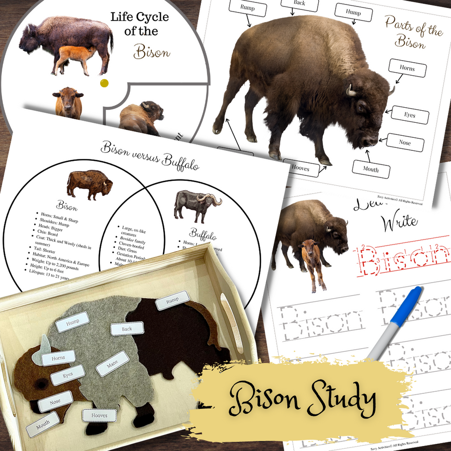 Montessori-Inspired Bison Buffalo Life Cycle Comparison Anatomy Tracin ...