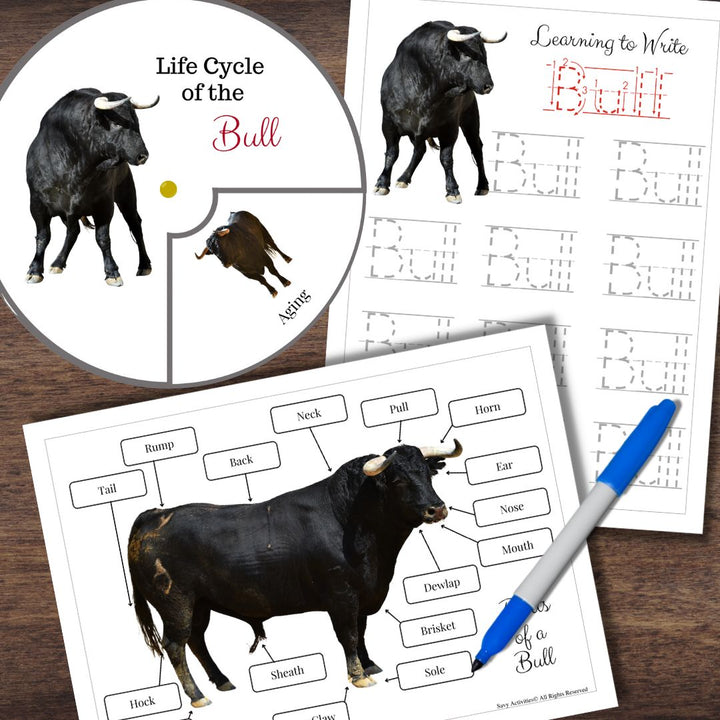 Montessori-Inspired BULL Life Cycle Anatomy Matching Letter Tracing ...