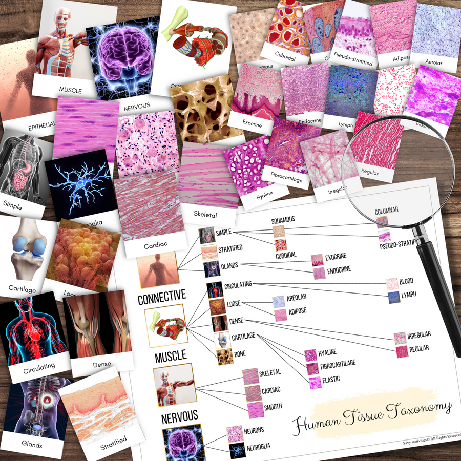 Human Body Tissue Taxonomy: Anatomy & Physiology Biology Matching ...